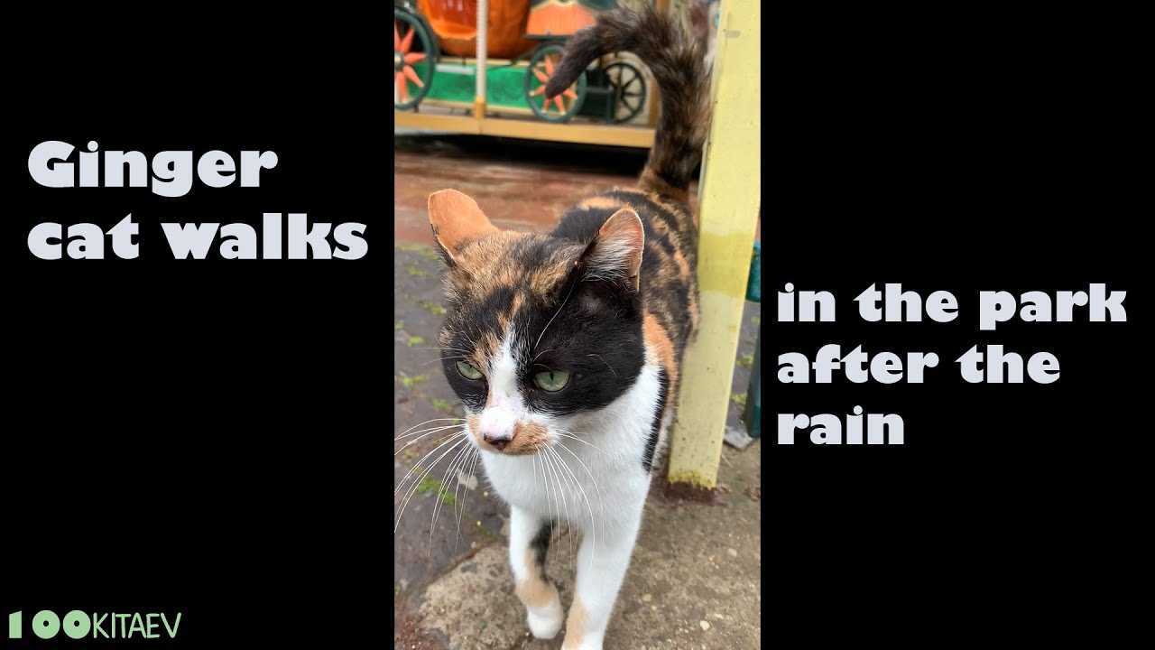 Ginger cat walks in the park after the rain - YouTube