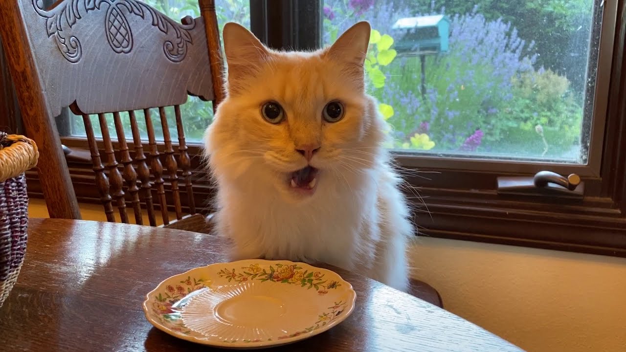 Barney Cat loves butter - YouTube