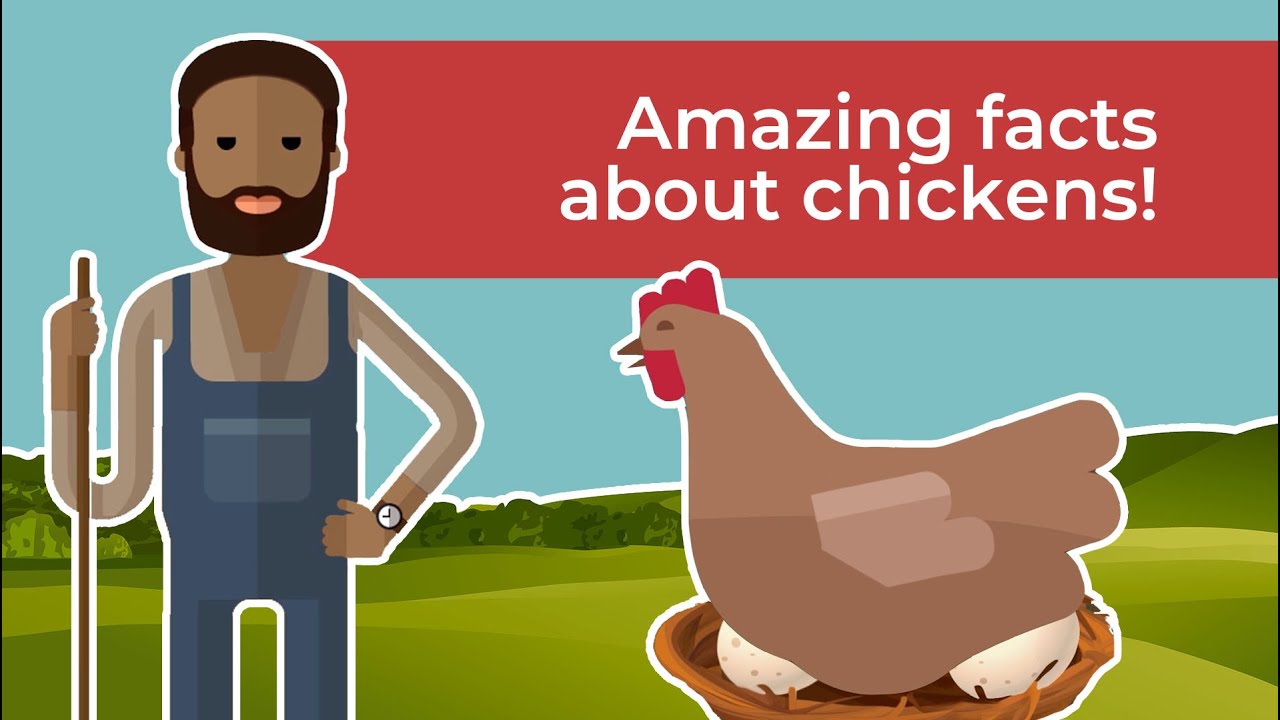 Unbelievable Things You Didn't Know About Chickens! – Heifer ...