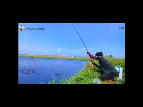 Mancing ikan tarpon umpan udang hidup - YouTube