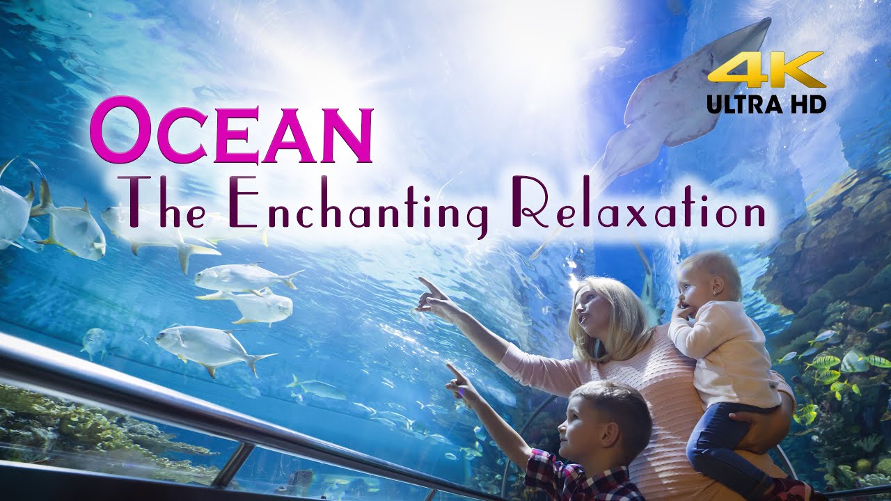 OCEAN 4K | Happy & Uplifting 4K Relaxing Music | Underwater Wonders ...