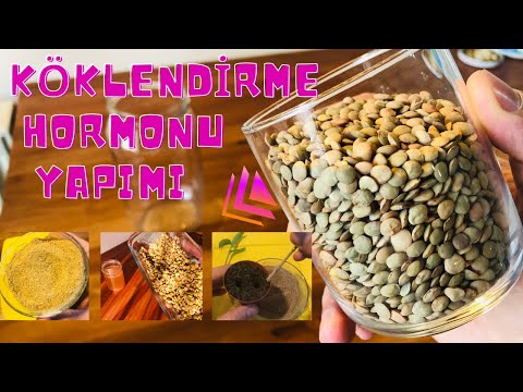 Bitki Köklendirme Tozu Yapımı - Mercimekle Köklendirme Hormonu