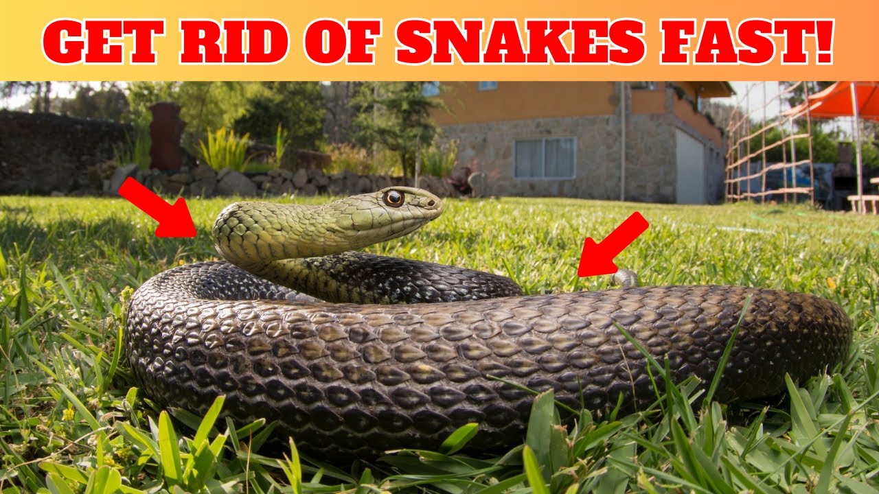 How To Get Rid of Snakes From Your Yard and Home Naturally - YouTube