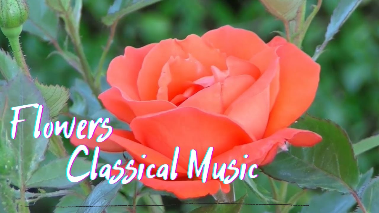 Classical music flowers relaxation, flowers bloom beautiful music ...