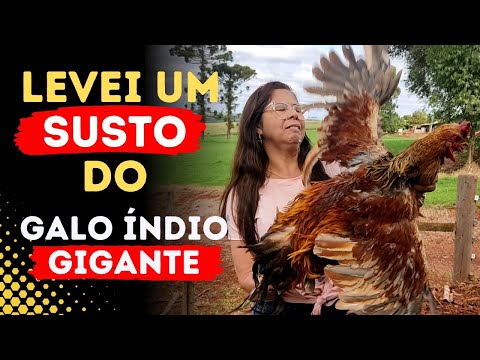Meus Frangos Caipira Galo índio Gigante  Galinha poedeira  e o susto que levei