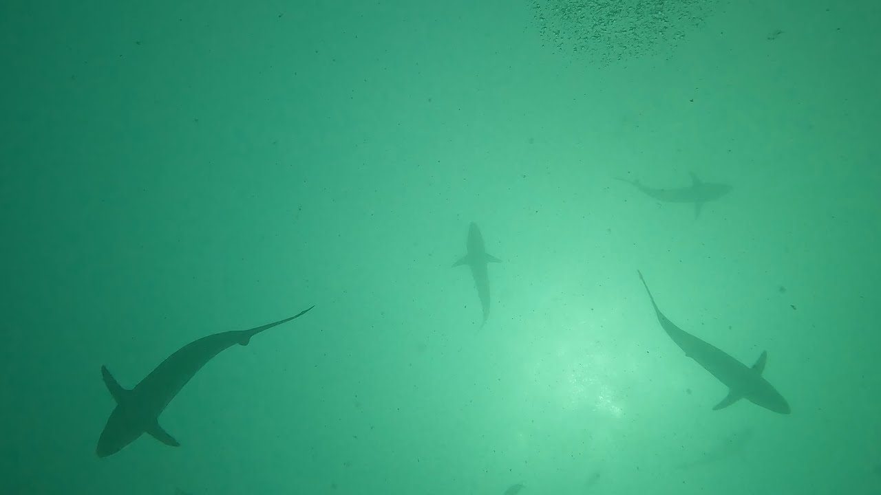 15 Maldives Diving Day 6 Princess Sara live-aboard Gray Reef Sharks of ...