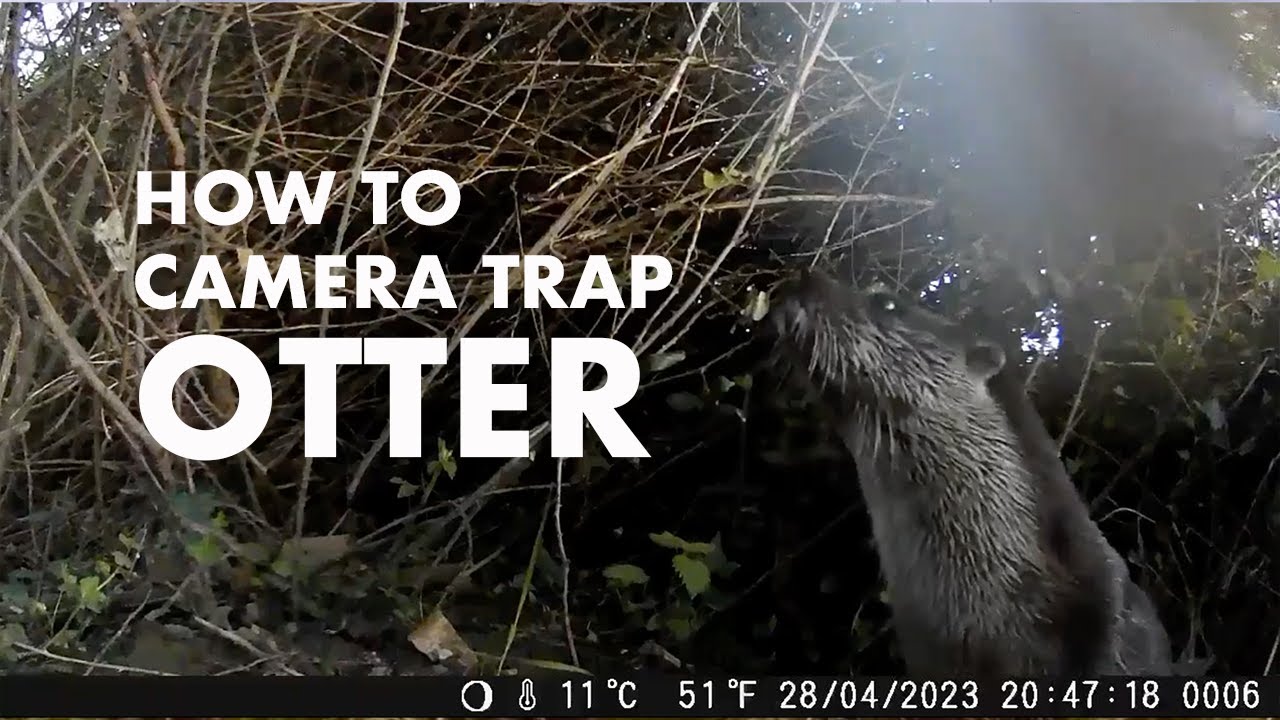 How to camera trap Otter - YouTube