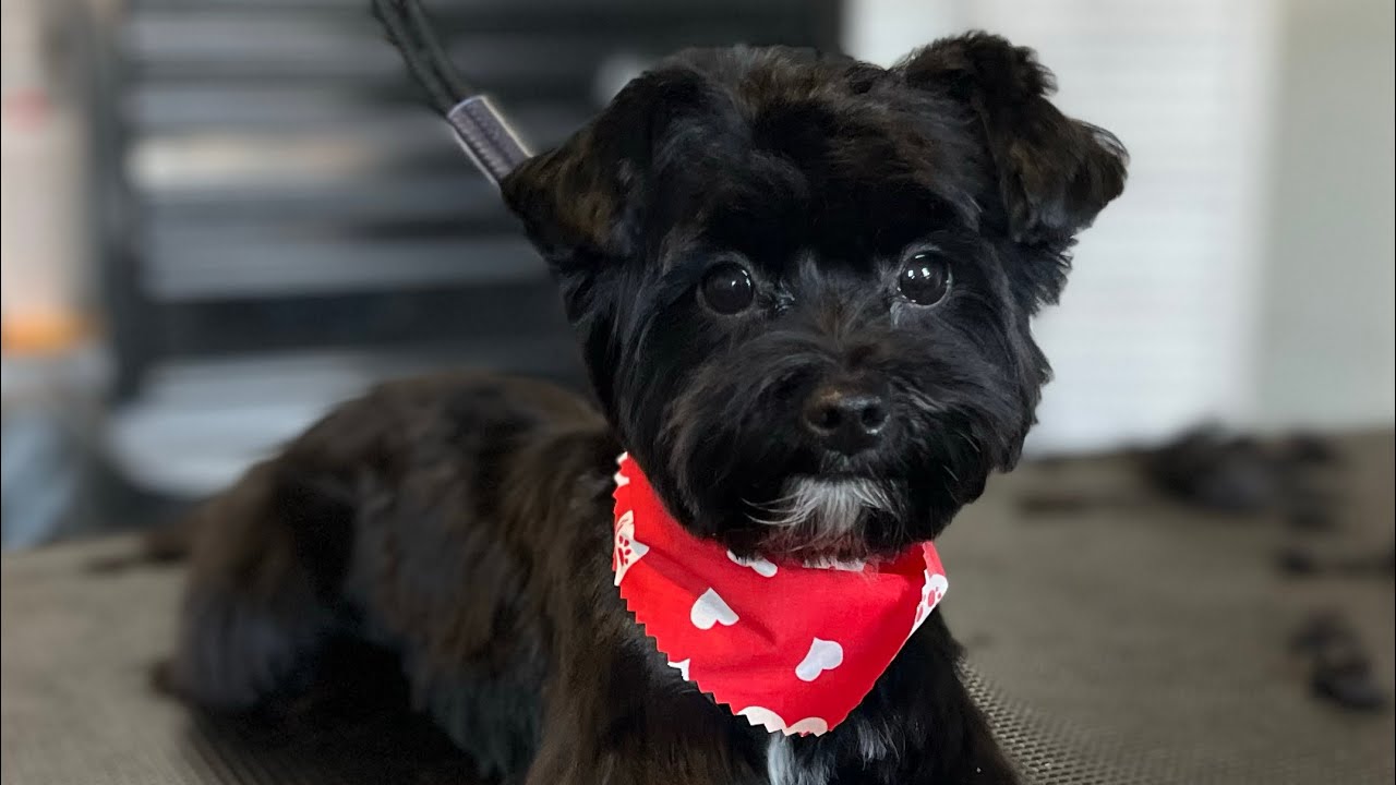 Puppy Yorkipoo Dog Grooming - YouTube