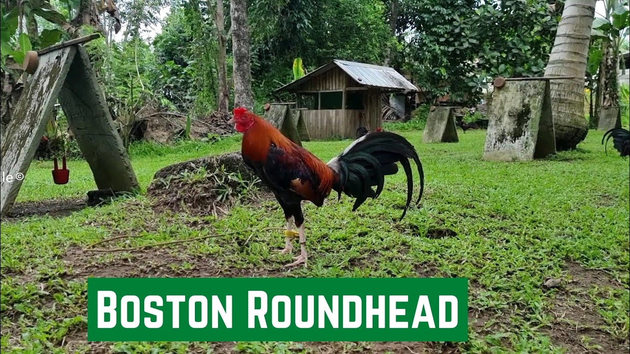 BOSTON ROUNDHEAD - YouTube
