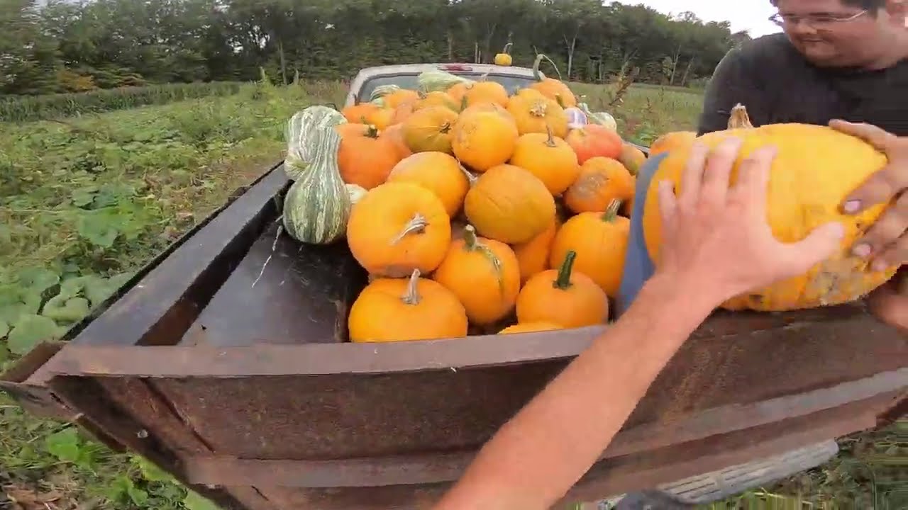 Best Pumpkin Crop in Years - YouTube