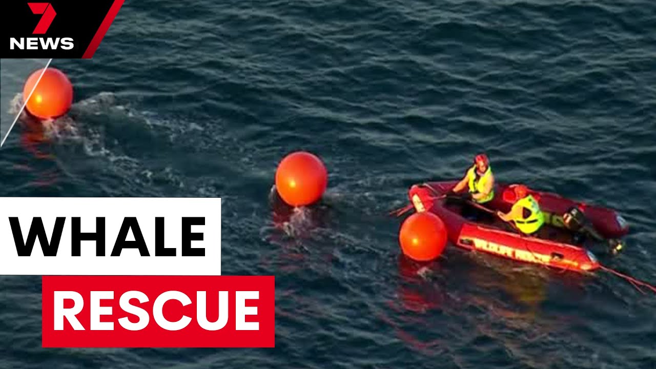 Rescue mission underway to free trapped whale | 7NEWS - YouTube