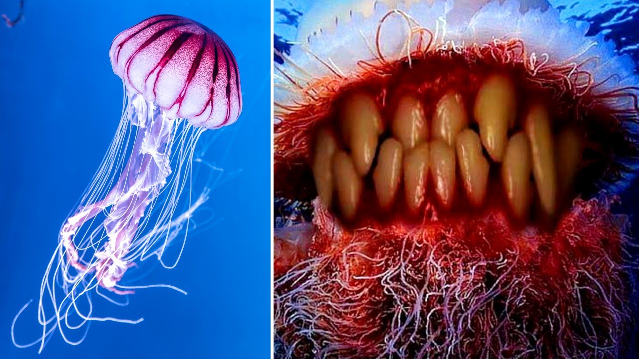 Jellyfish Explained YouTube jellyfish-explained-youtube