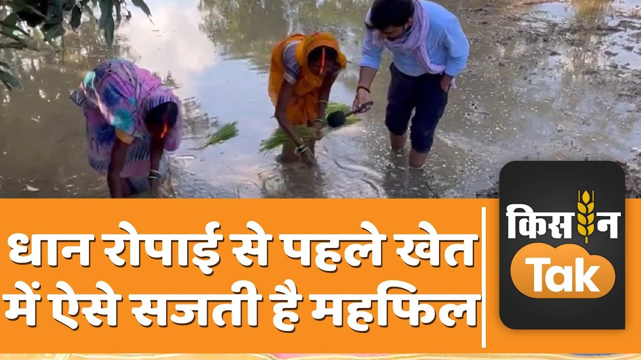 Dhaan Ki Ropai: धान की रोपनी से पहले कैसे की जाती है खेतों की पूजा ...