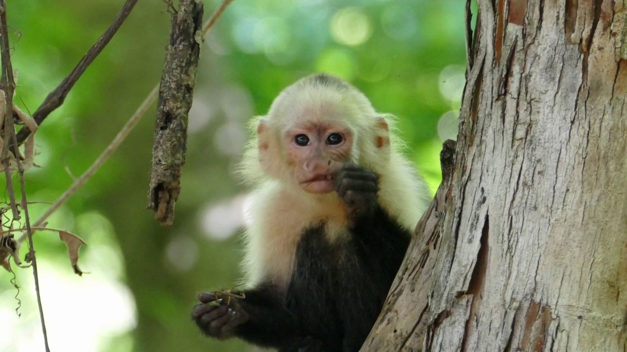 White Headed Capuchin Monkeys - Costa Rica 2016 - YouTube