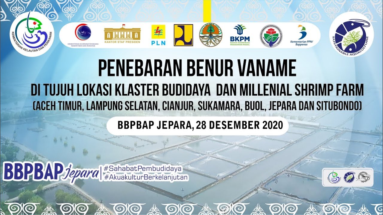 Penebaran Benur Vaname 7 Lokasi Klaster Tambak Dan Milenial Shrimp Farm ...