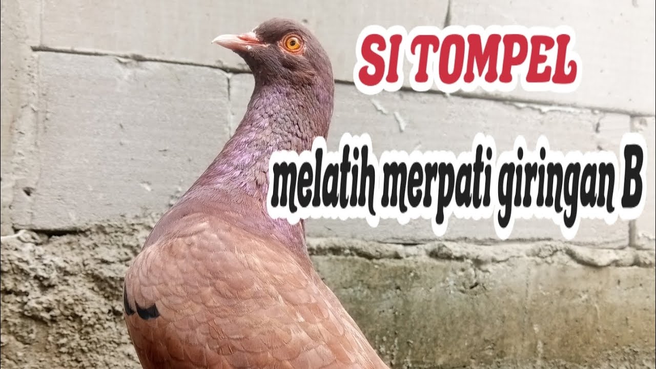 MELATIH MERPATI GIRINGAN B DI LAPAK SEKALIGUS MELATIH MENTAL MERPATI # ...
