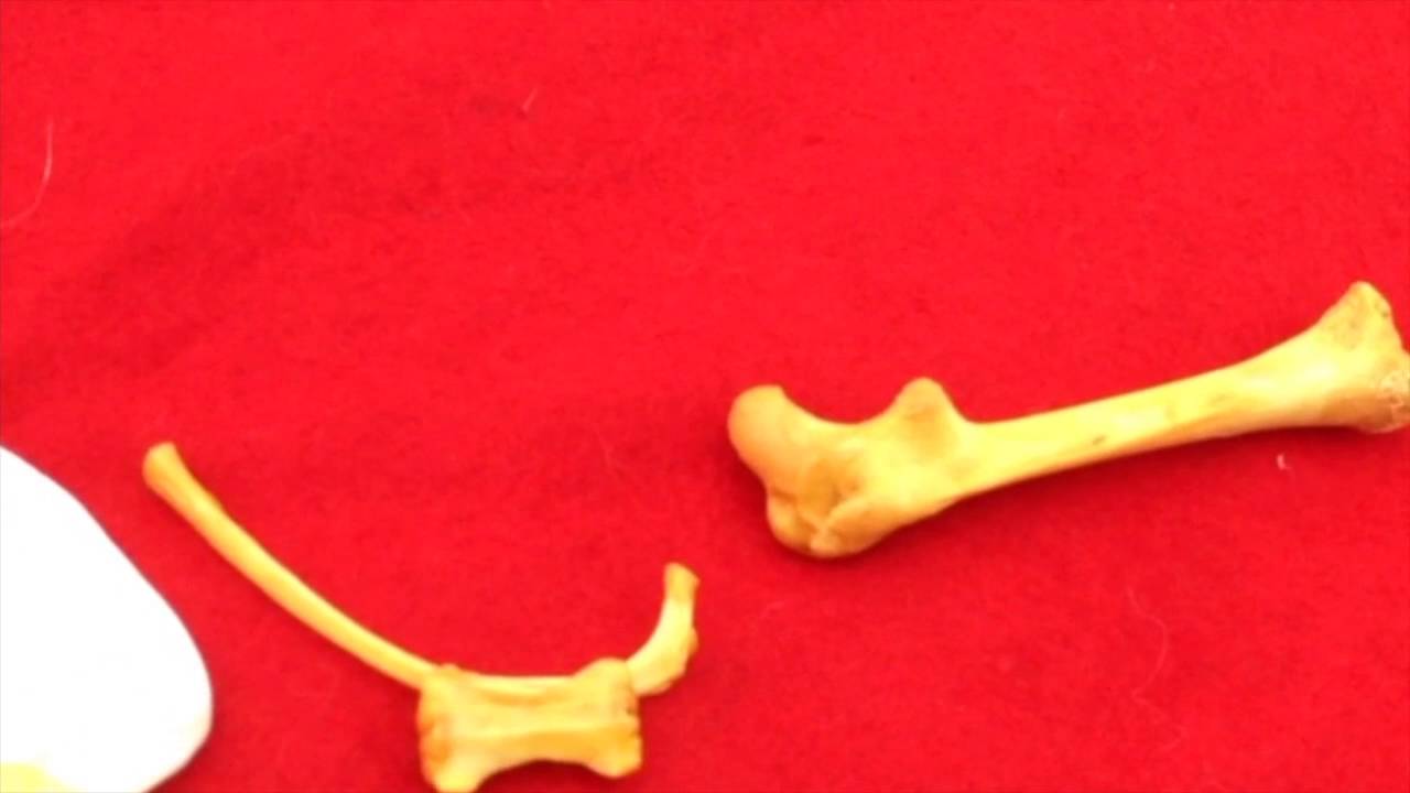 African Bone Reading for September 2016 - YouTube