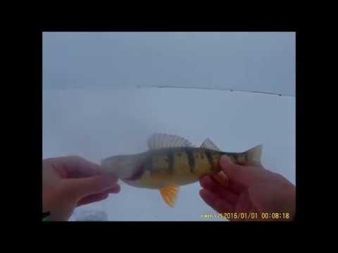 Fishing for perch in Cook's Bay, Lake Simcoe 2017/02/12 - YouTube