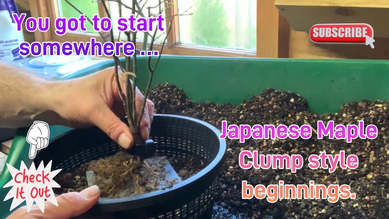 Developing a Clump Style Japanese Maple - YouTube