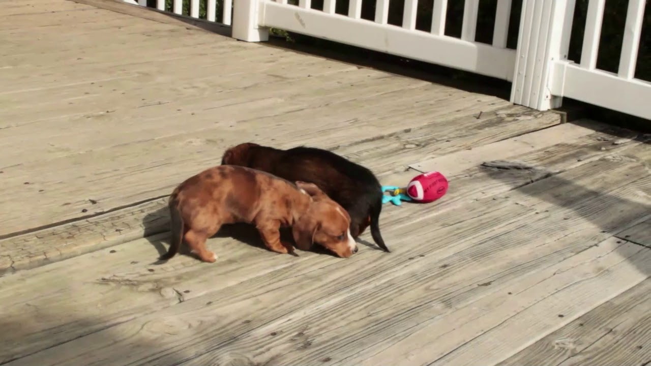 Dachshund Puppies For Sale - YouTube
