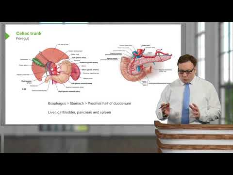 Arterial Supply of GI Tract(Anatomy of Abdomen) - YouTube