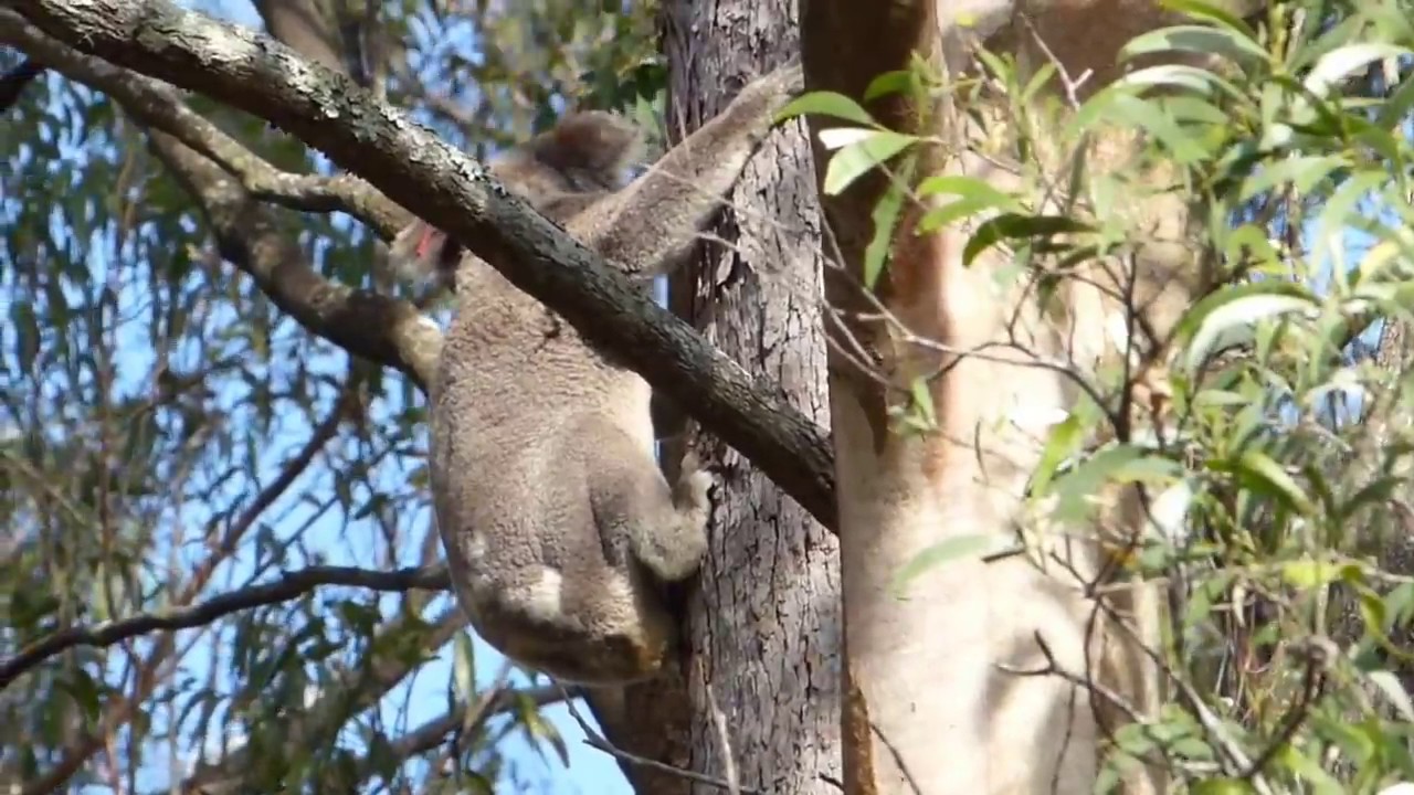 Koala jumping - YouTube