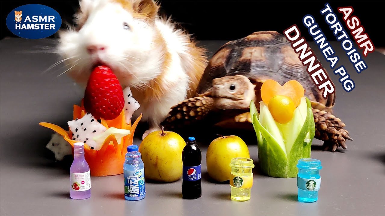 Hamster GET DINNER 🐹35 Guinea Pig Tortoise eating Fruit ASMR Eating Food Mukbang 먹방 - YouTube