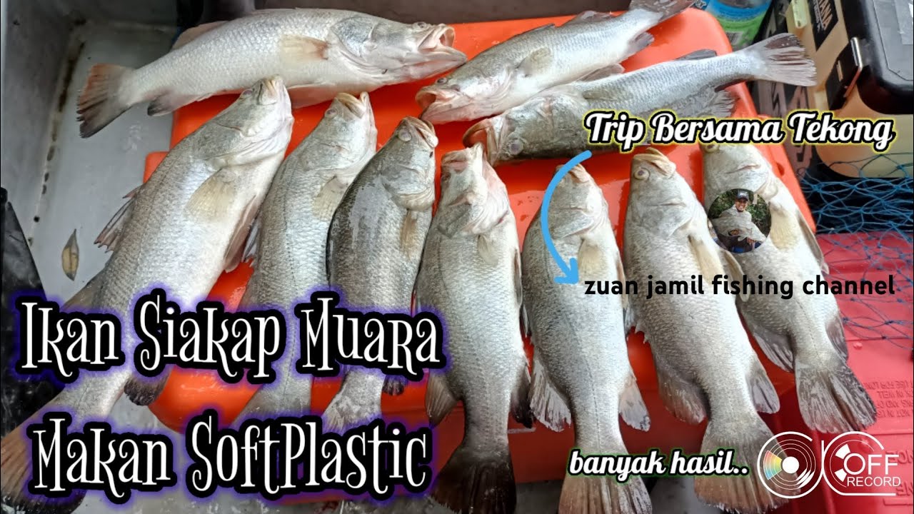 CASTING SIAKAP II STRIKE BARAMUDI II IKAN SIAKAP VIRAL CHANGKAT KERUING ...