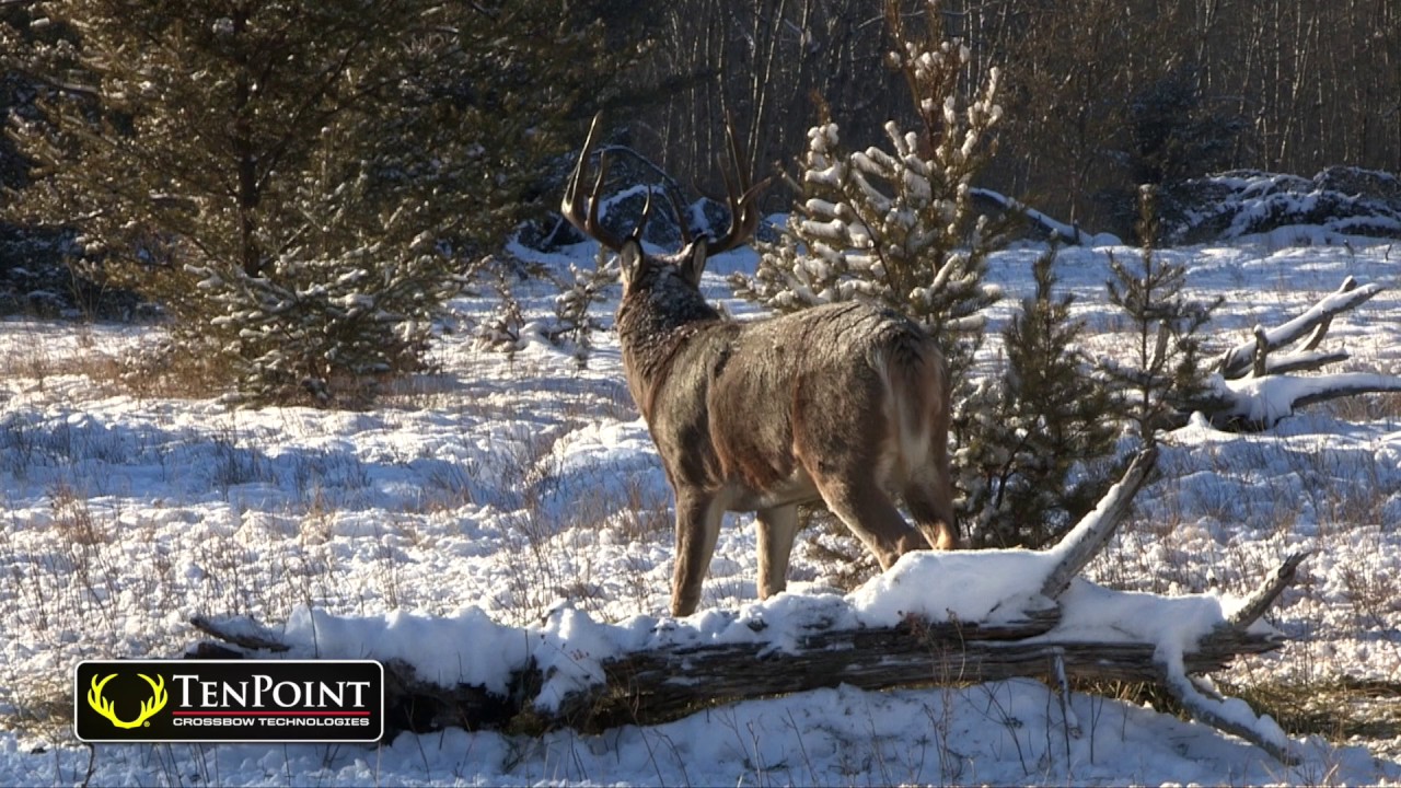 Selecting the Right Crossbow Arrow | TenPoint Crossbows - YouTube