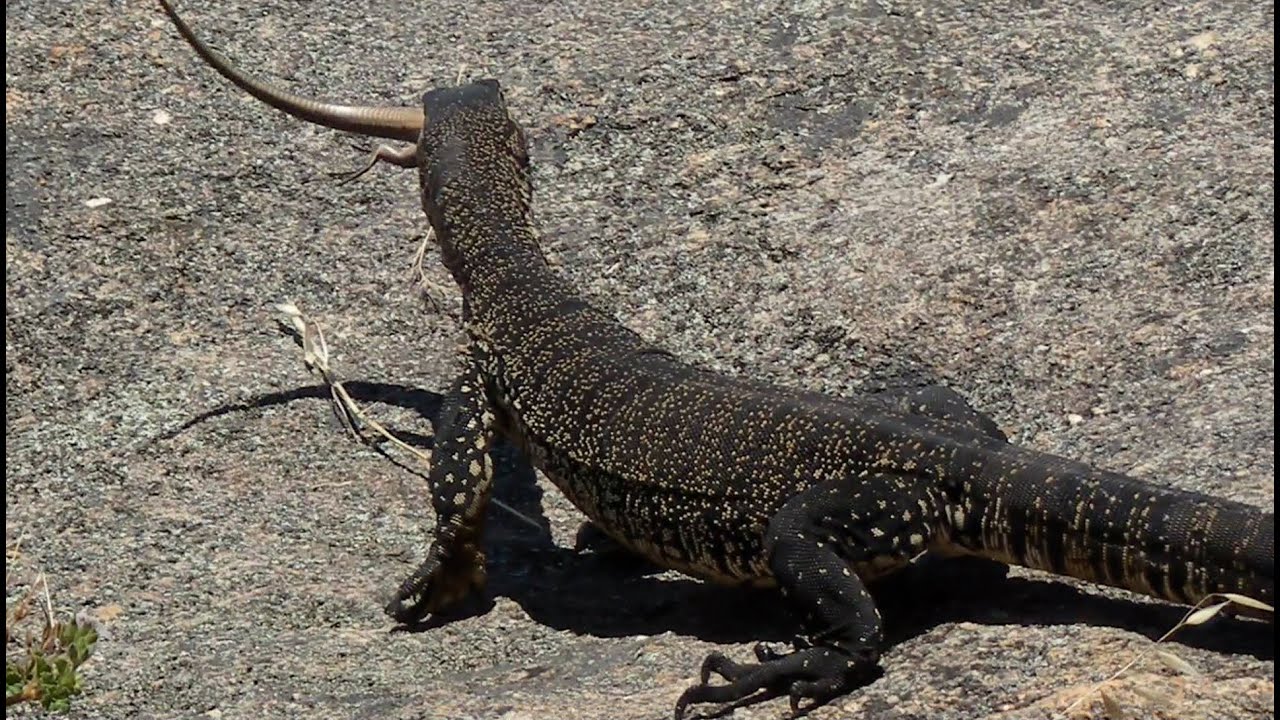 Goanna Swallows a Skink! Western Australia, Dec 2011 - YouTube
