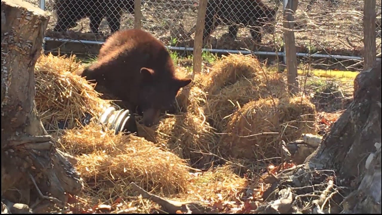 Tough Little Yearling Bear Defends Her Turf - YouTube