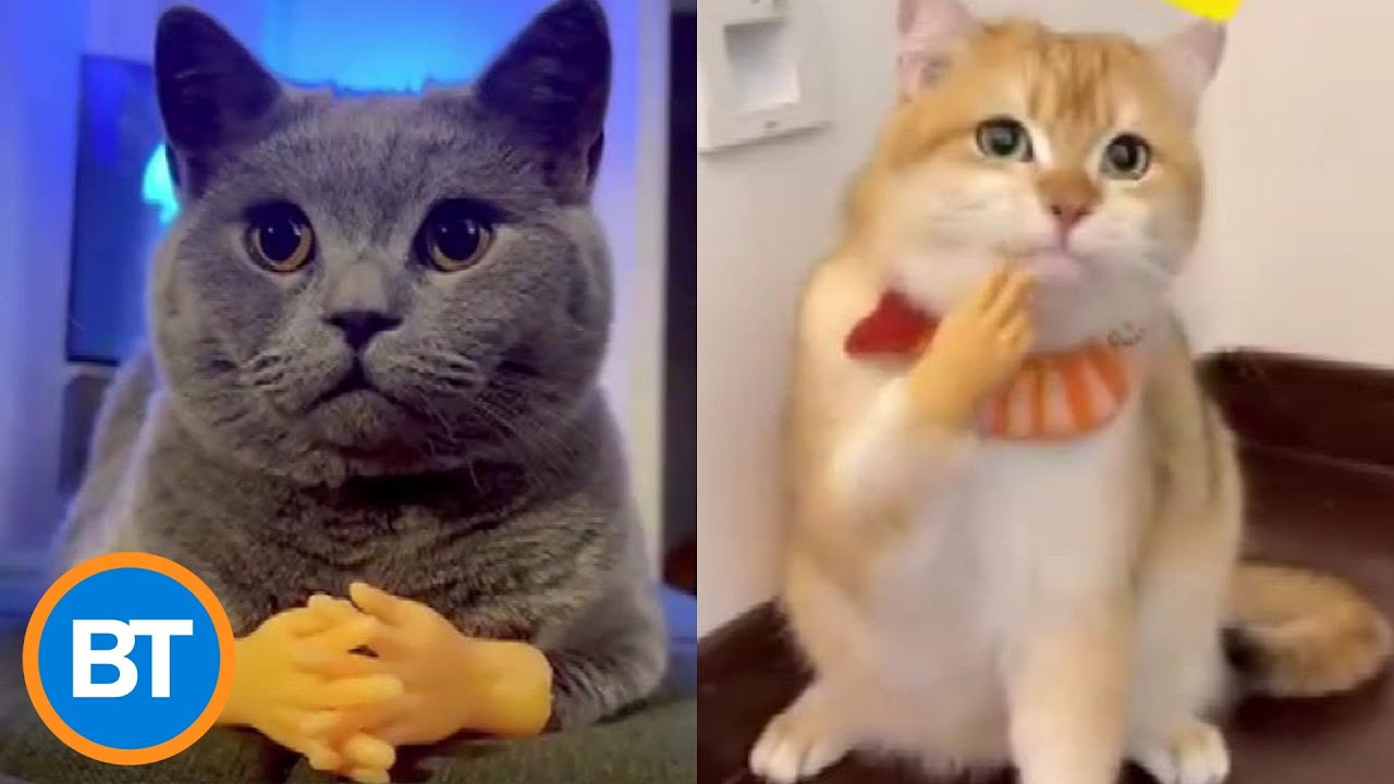 We can't stop watching these videos of cats wearing 'human hands' - YouTube