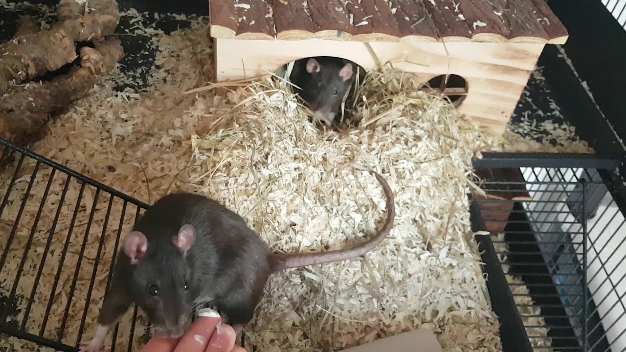 Two cute rats - YouTube