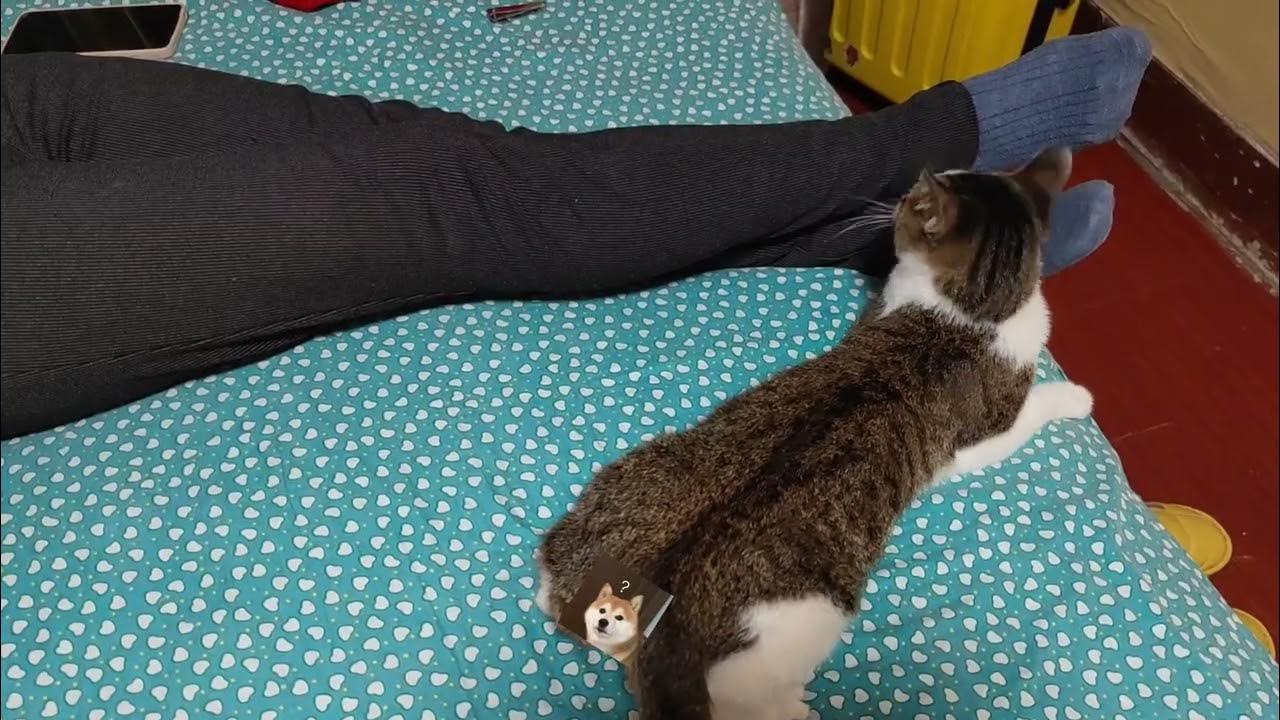 The Cat Is In Heat catvideos YouTube the-cat-is-in-heat-catvideos-youtube