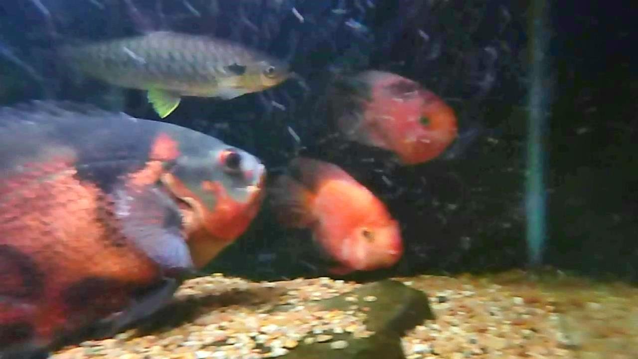 red tiger Oscar, red mammon, pink tail chalceus - YouTube