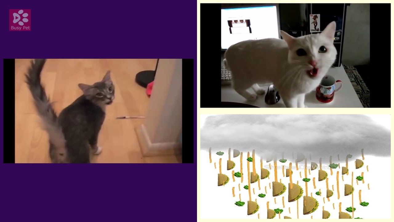 Cats Meowing IT'S RAINING TACOS (short excerpt) (Acapella) - YouTube