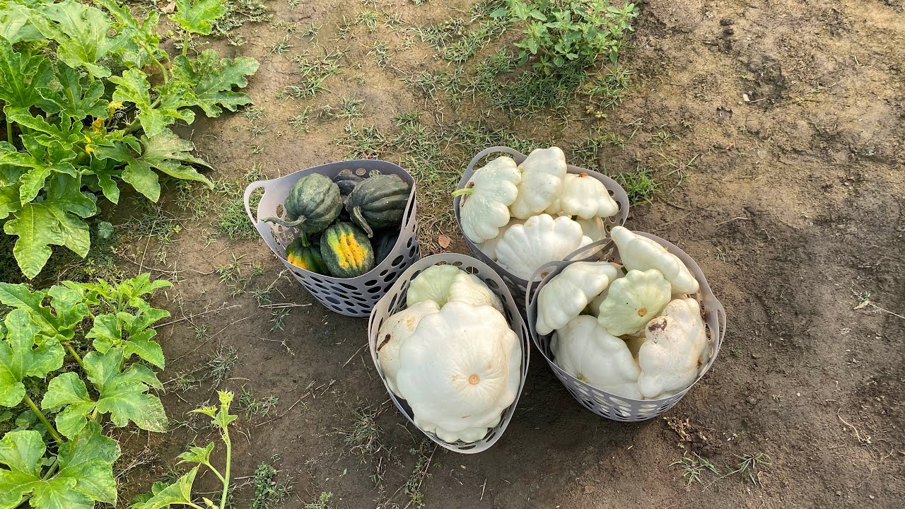 Acorns, Patty Pans & Okra Harvests - time lapse - YouTube