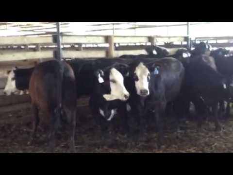 Fancy Super Black Baldies sired by Gardiner Angus Bulls! - YouTube