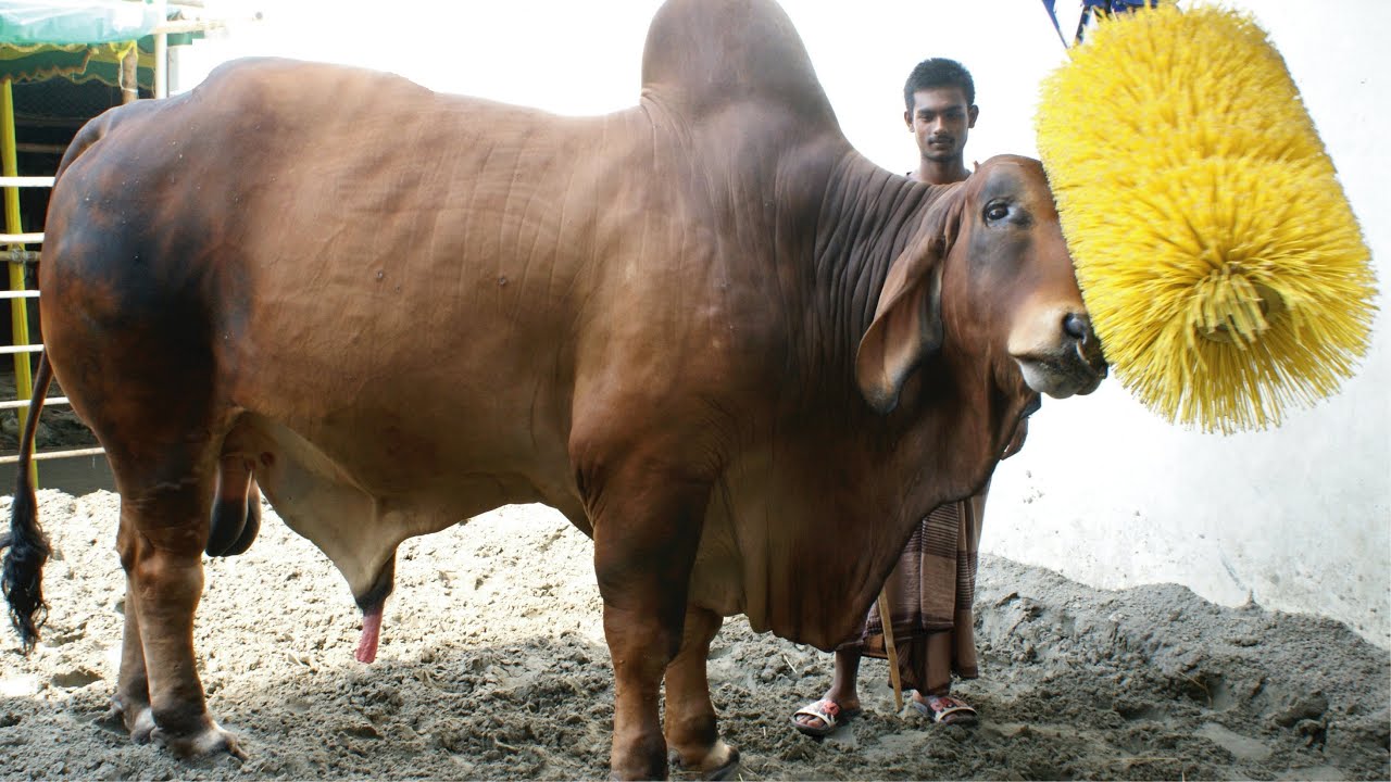 Rojo cow | Biggest Cow | সবচেয়ে বড় গরু রোজো | - YouTube