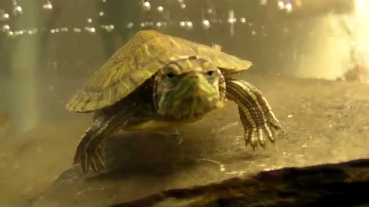 baby red eared slider turtle swimming around in his new tank - YouTube