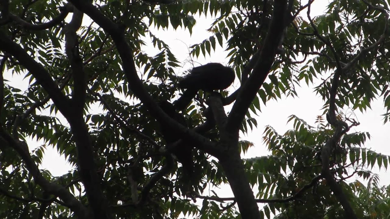 White Feather Feeding Runt Crow - YouTube