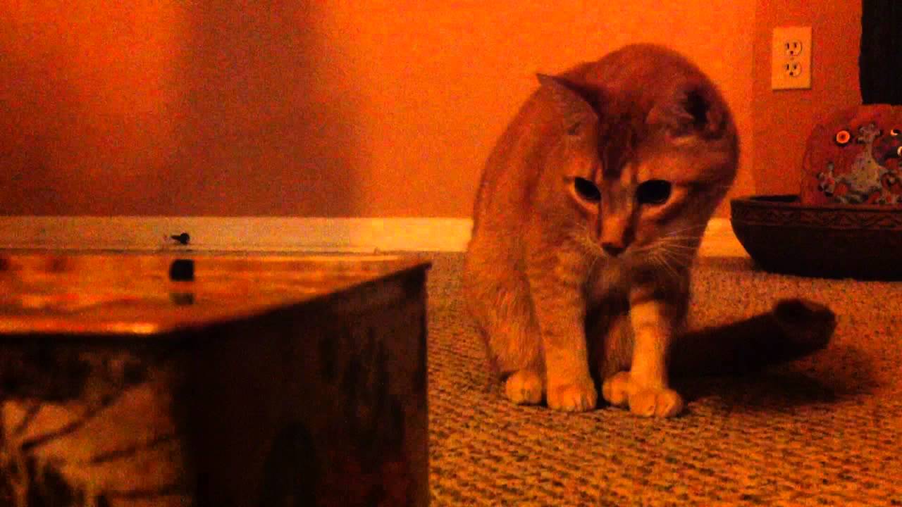 Cat Gets Owned by Jack-In-The-Box! - YouTube