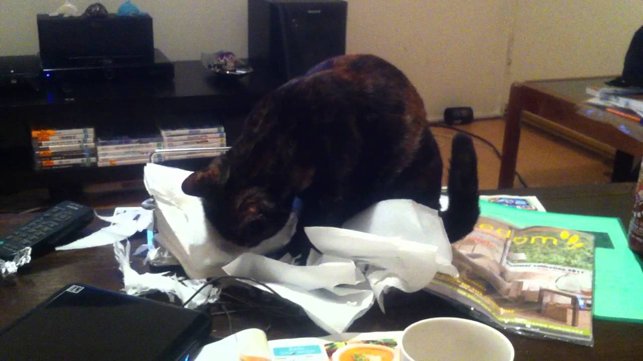 Cat ripping it up - YouTube