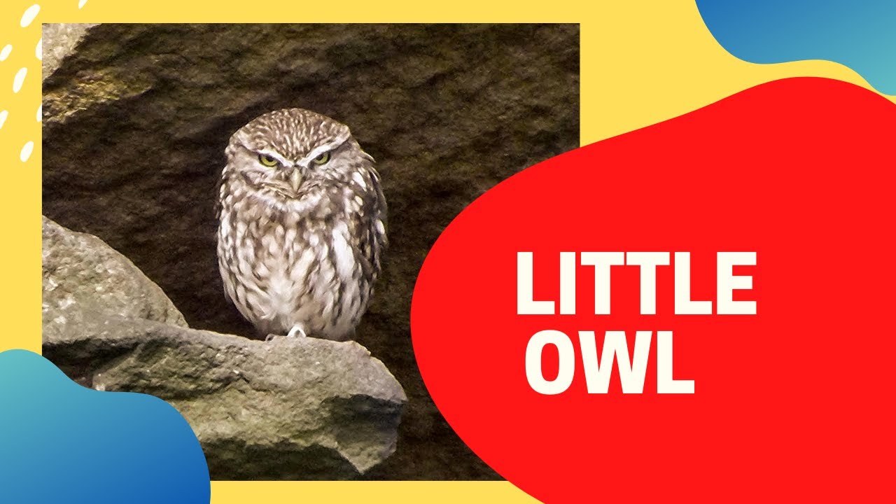 Little Owl Sound Little Owl Voice Little Owl Call Little Owl Noise little-owl-sound-little-owl-voice-little-owl-call-little-owl-noise