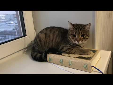 Kuran-ı Çiğneyen Allahsız Kedi