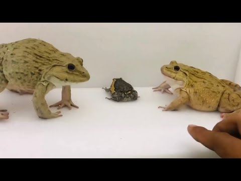 Amazing bullfrog protect cute rain frog 🐸 they are good friend - YouTube