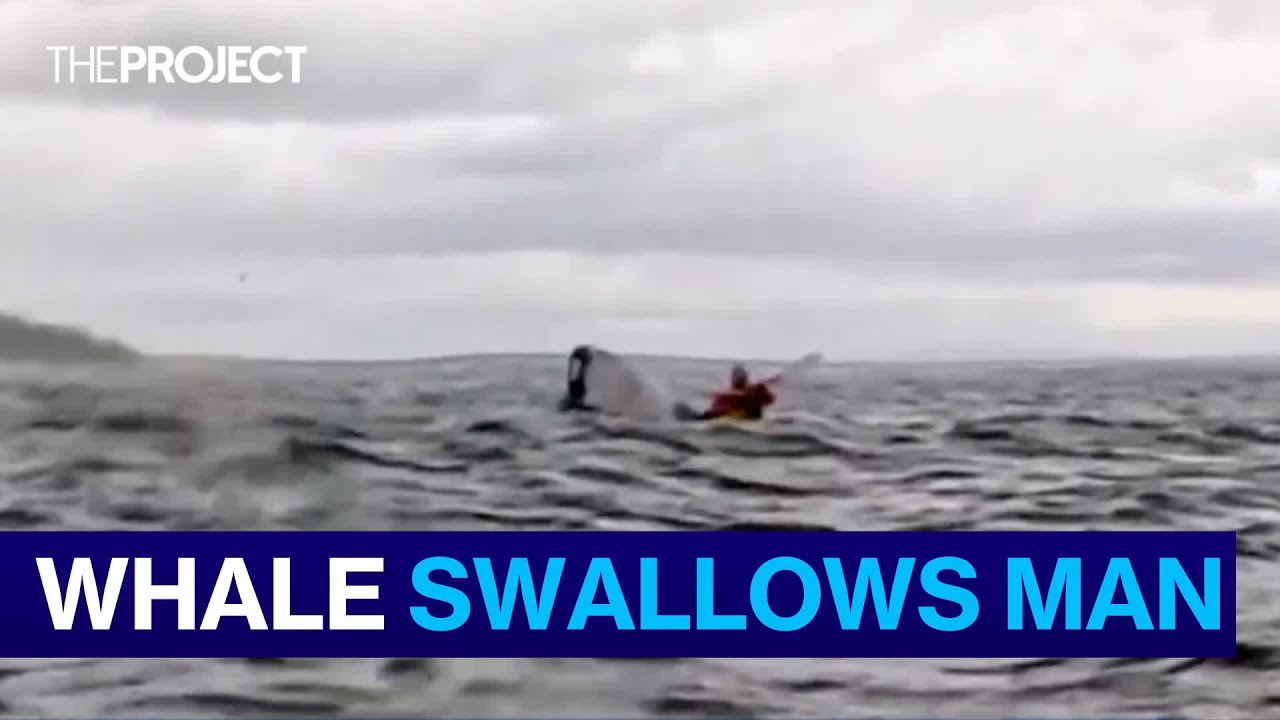 WATCH: Man Survives Being Swallowed By Whale - YouTube