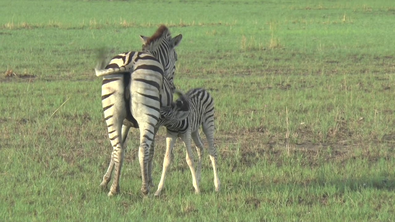 Nursing Lion Cub Tsebe Zebra Wildebeest - YouTube