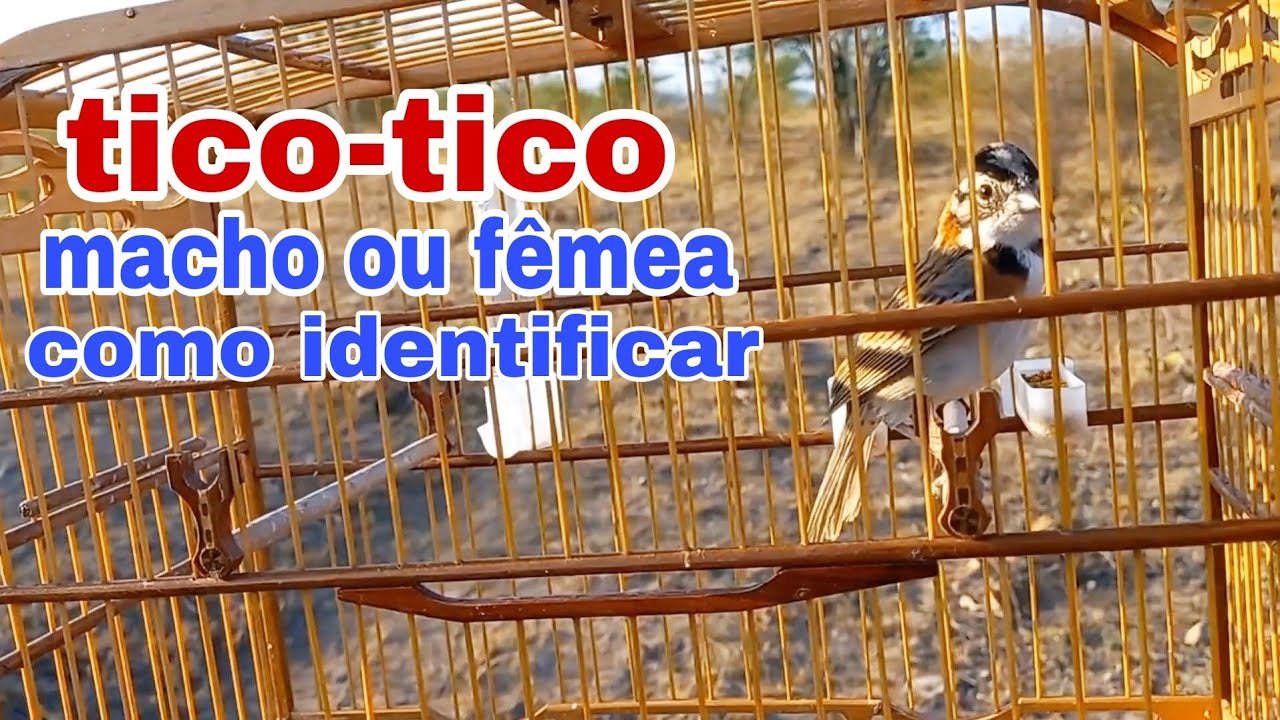 como saber se o tico-tico é MACHO OU FÊMEA. Tem como identificar? - YouTube
