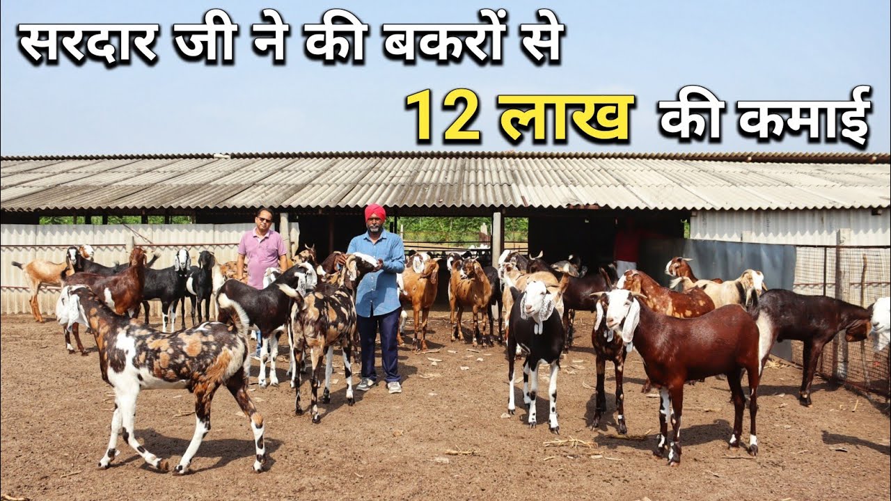 सरदार जी पिछले 11 साल से कर रहे हैं Goat Farming | Bakra Eid Ke Bakre ...